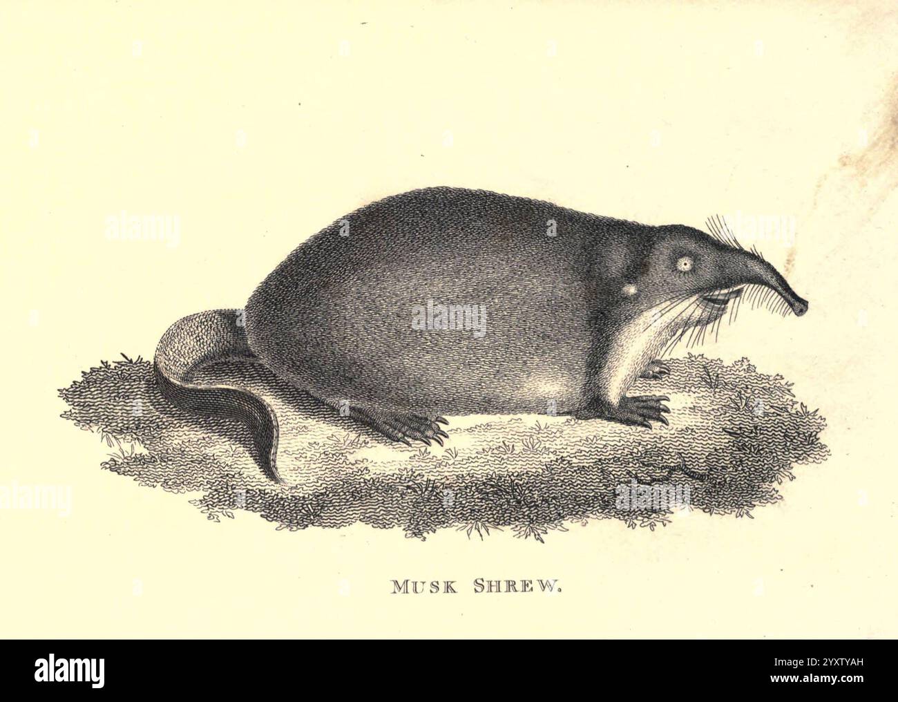 Shrews natural habitat hi-res stock photography and images - Alamy
