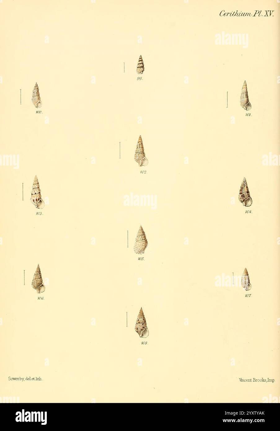 Conchologia Iconica, or Illustrations of the Shells of Molluscous ...