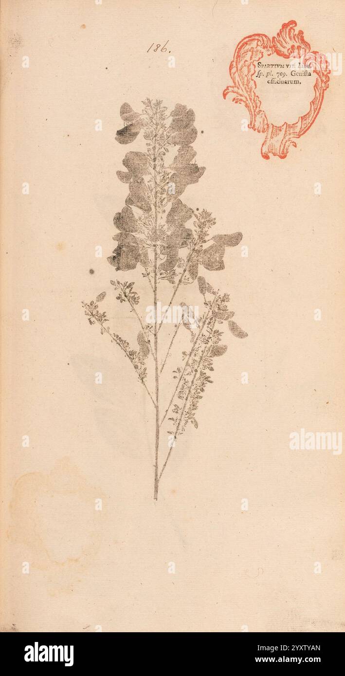 Flora Berolinensis, Berlin, Die Schule, 1757-1758, Spartium Scoparium ...
