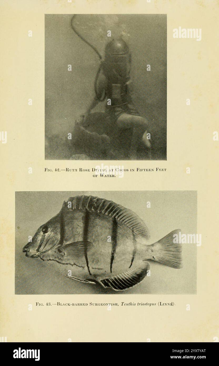 Traditional diving gear hi-res stock photography and images - Alamy