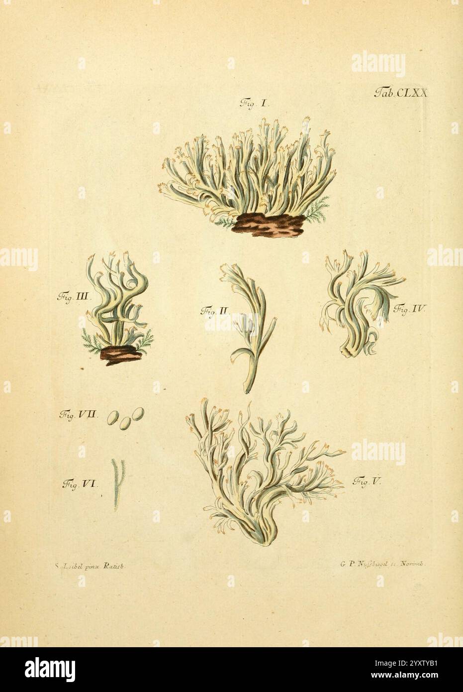 Distinct seaweed forms hi-res stock photography and images - Alamy