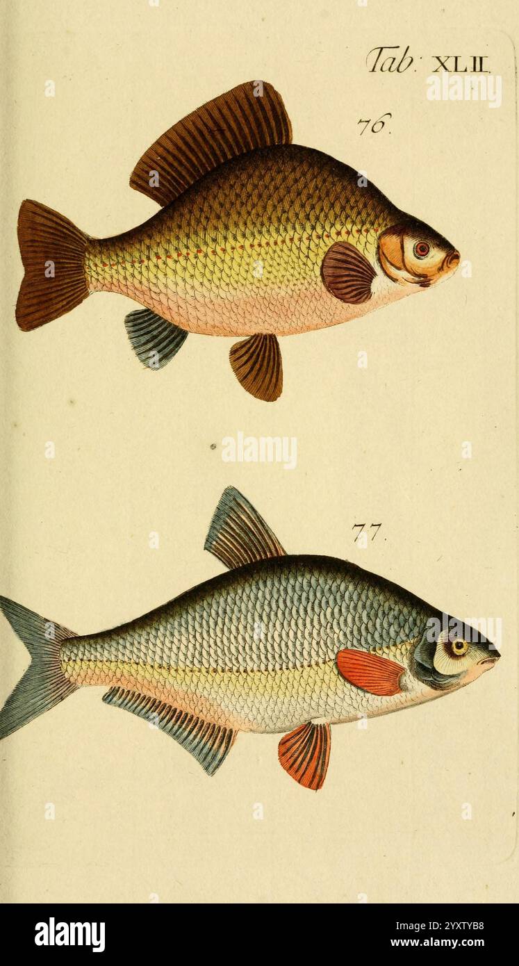 Abbildung, und, Beschreibung, der, Fische, Nürnberg, Samuel ...