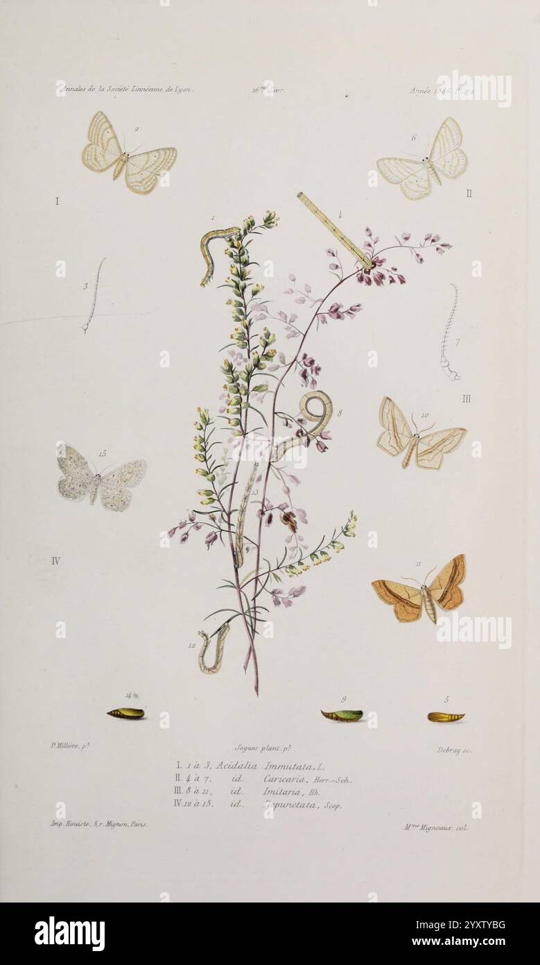 Annales de la Société Linnéenne de Lyon, Lyon, Société Linnéenne de ...