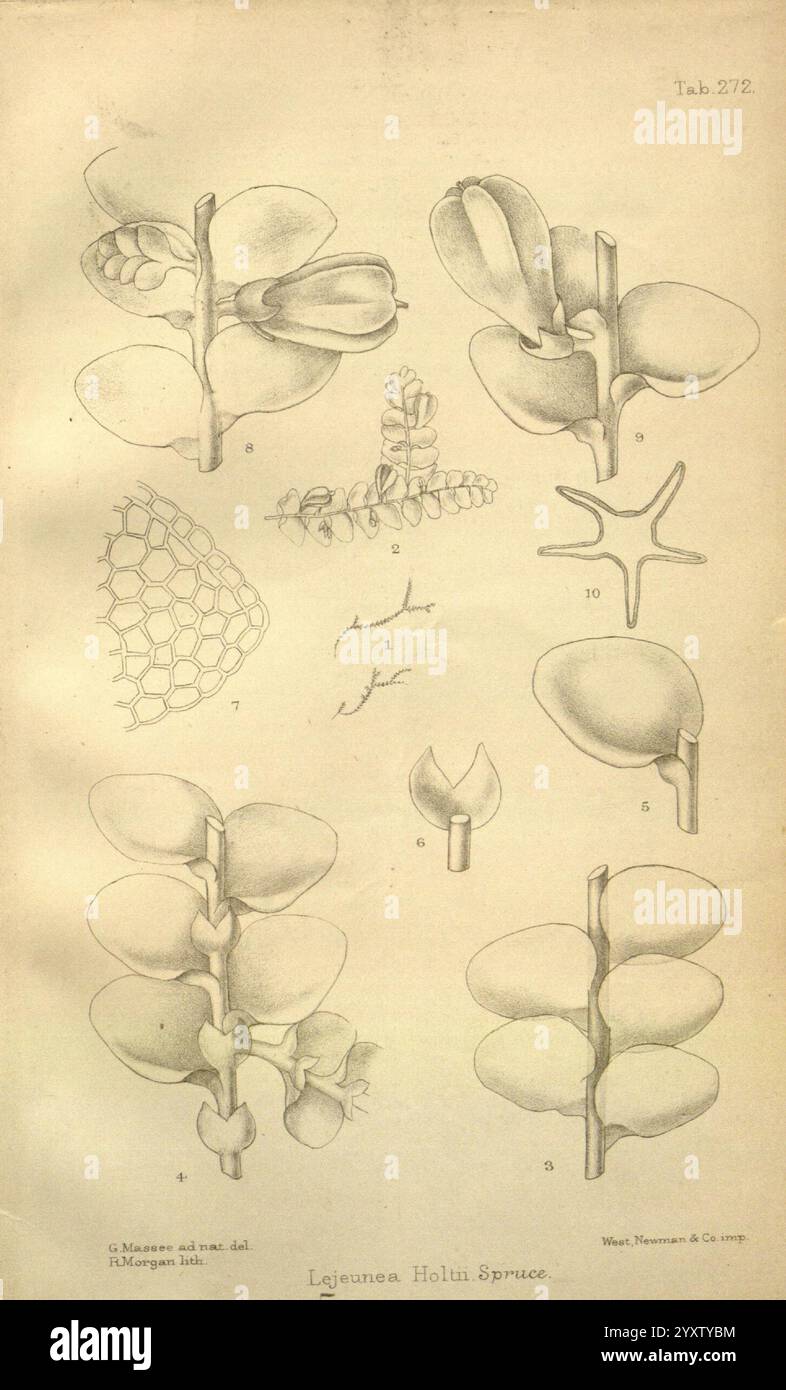 Journal of botany, British and foreign. London, Robert Hardwicke, 1863 ...