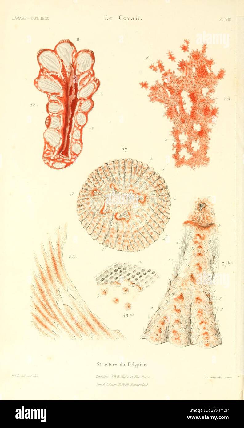 Histoire naturelle du corail Paris J. B. Baillière 1864 corals, This ...