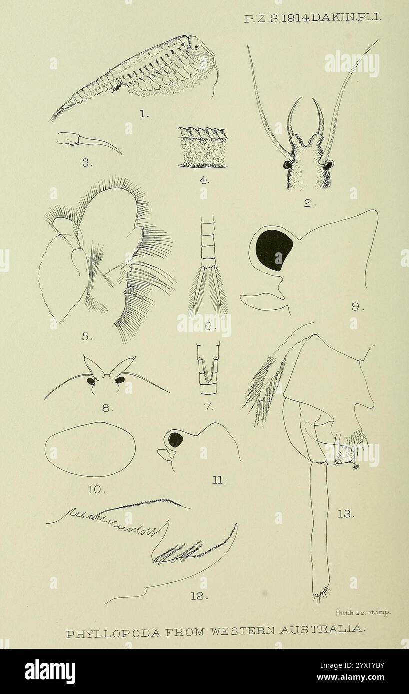 Class phyllopoda hi-res stock photography and images - Alamy