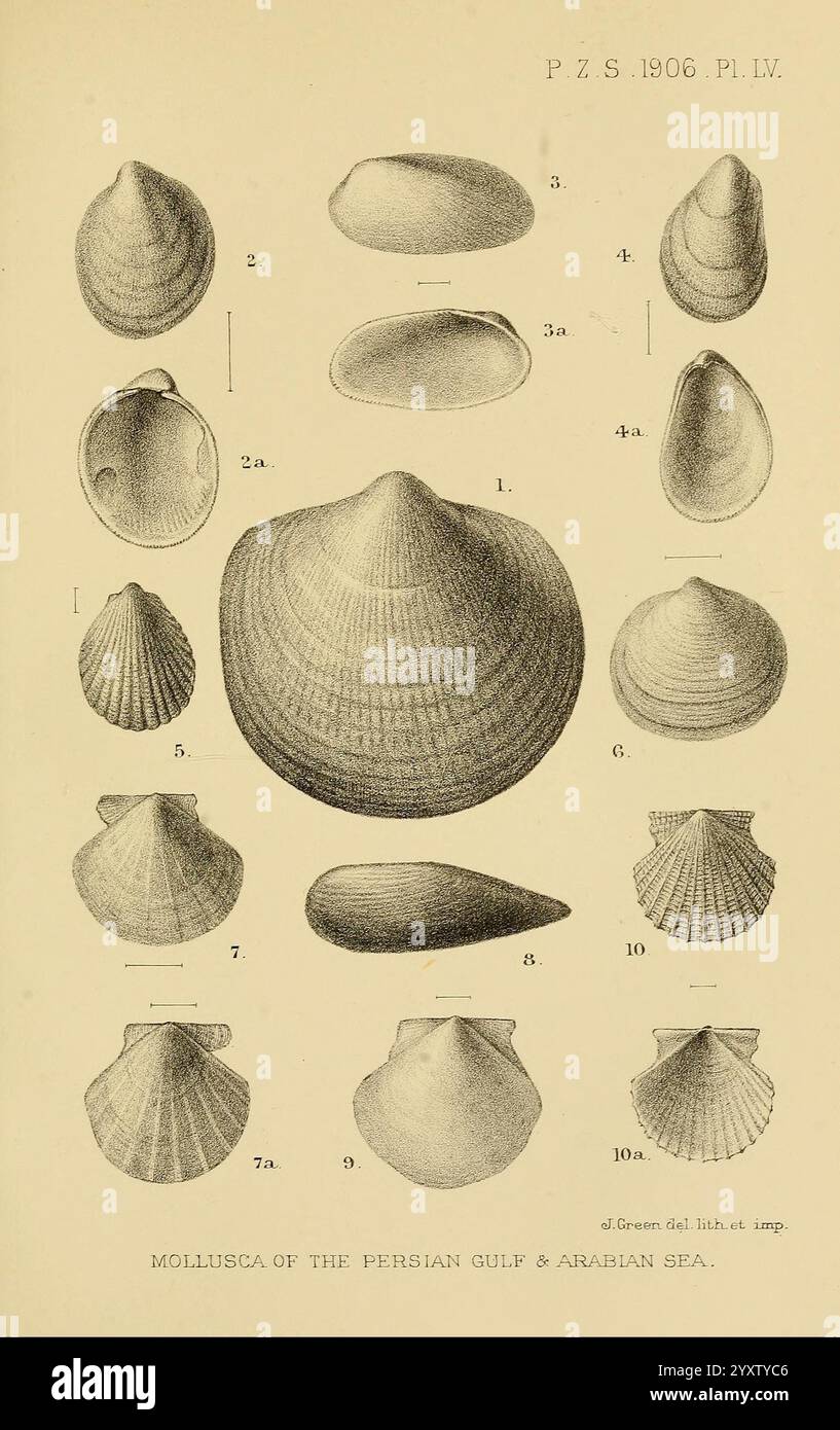 Symmetrical bivalve structures hi-res stock photography and images - Alamy
