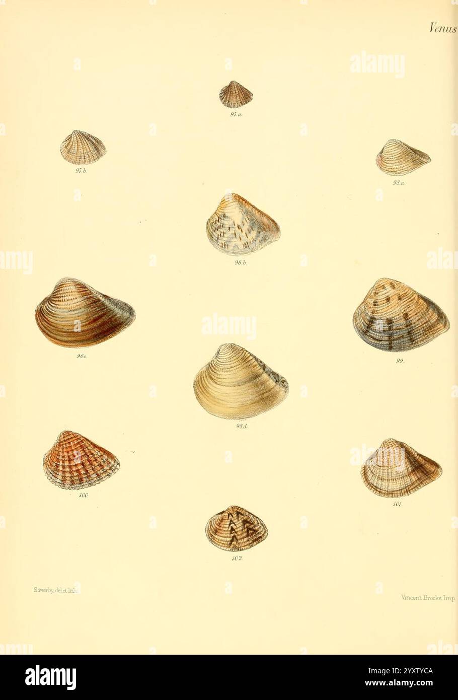 Conchologia iconica, or Illustrations of the Shells of Molluscous ...