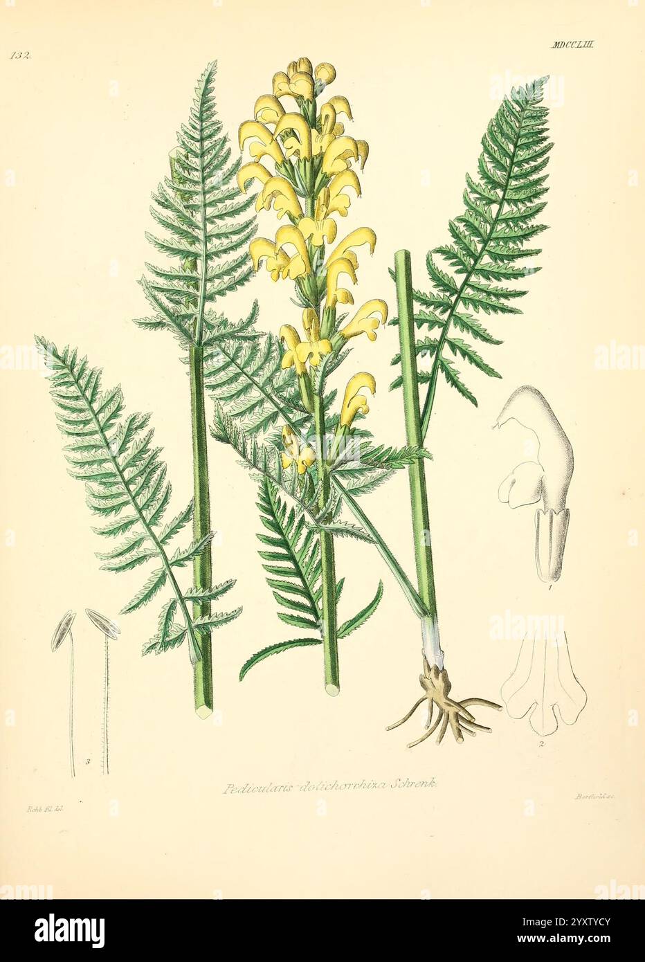 Plant pedicularis dichotoma hi-res stock photography and images - Alamy