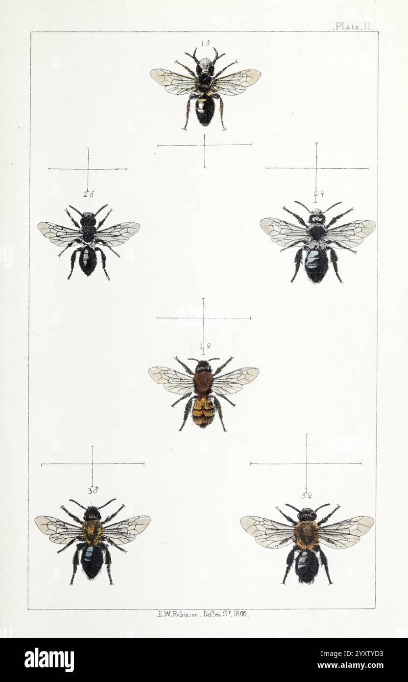 Displays three specimens hi-res stock photography and images - Alamy