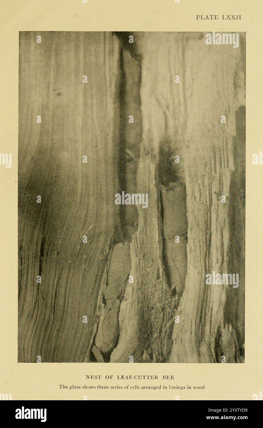 Detailed annotations guide hi-res stock photography and images - Alamy