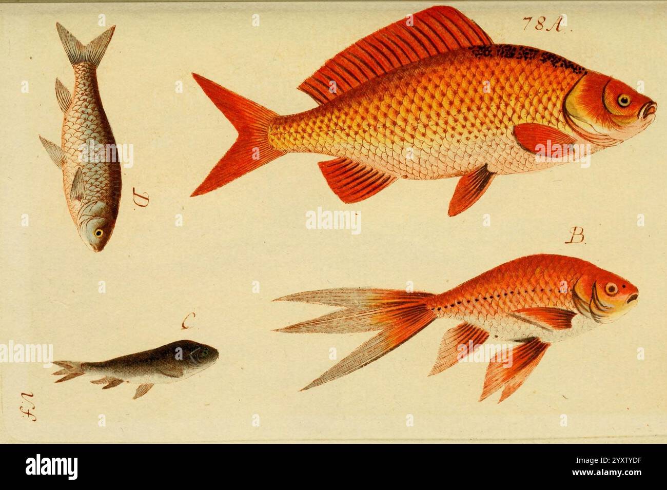 Slender fish identified hi-res stock photography and images - Alamy