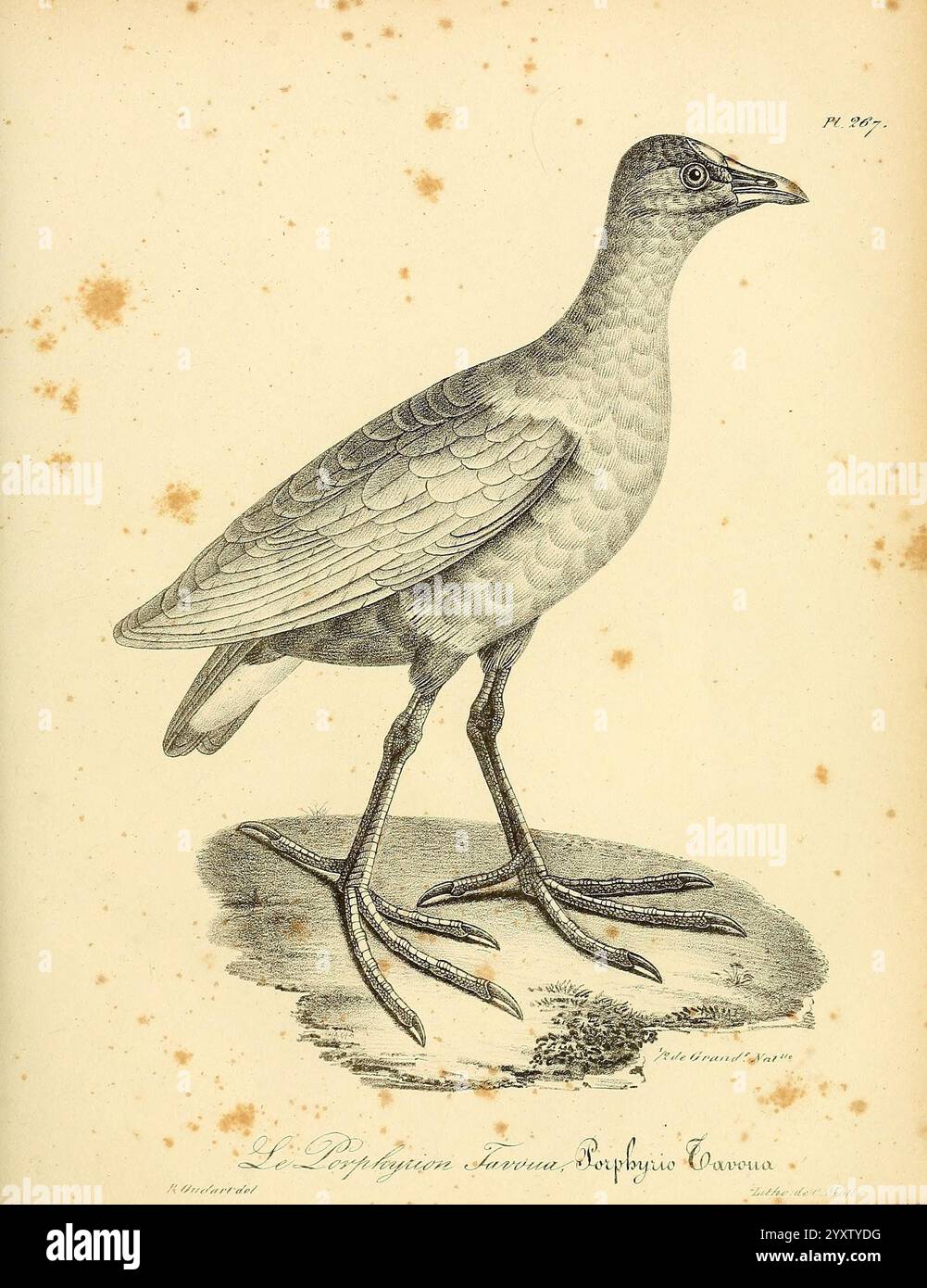 La galerie des oiseaux, Paris, Carpentier-Méricourt, 1834 birds ...