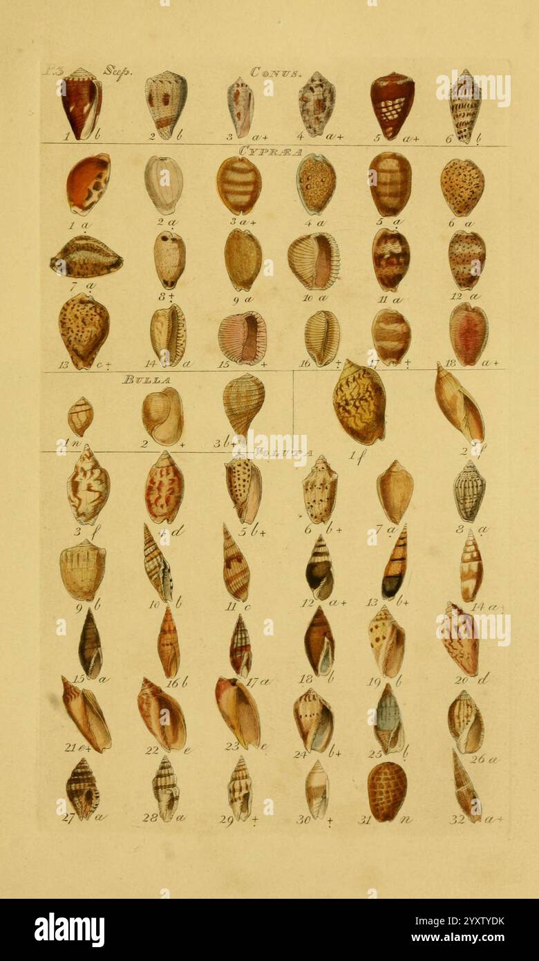 Understanding mollusk morphology hi-res stock photography and images - Alamy
