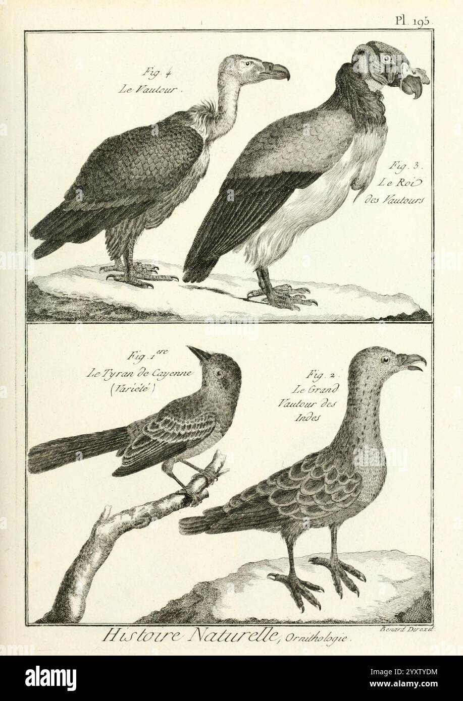 Tableau encyclopédique et méthodique des trois règnes de la nature A ...