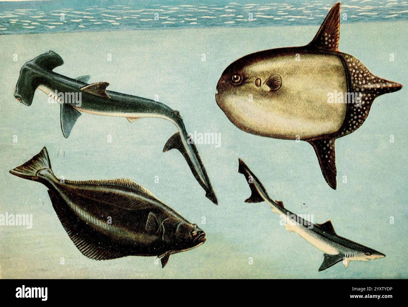 Distinctive sunfish hi-res stock photography and images - Alamy