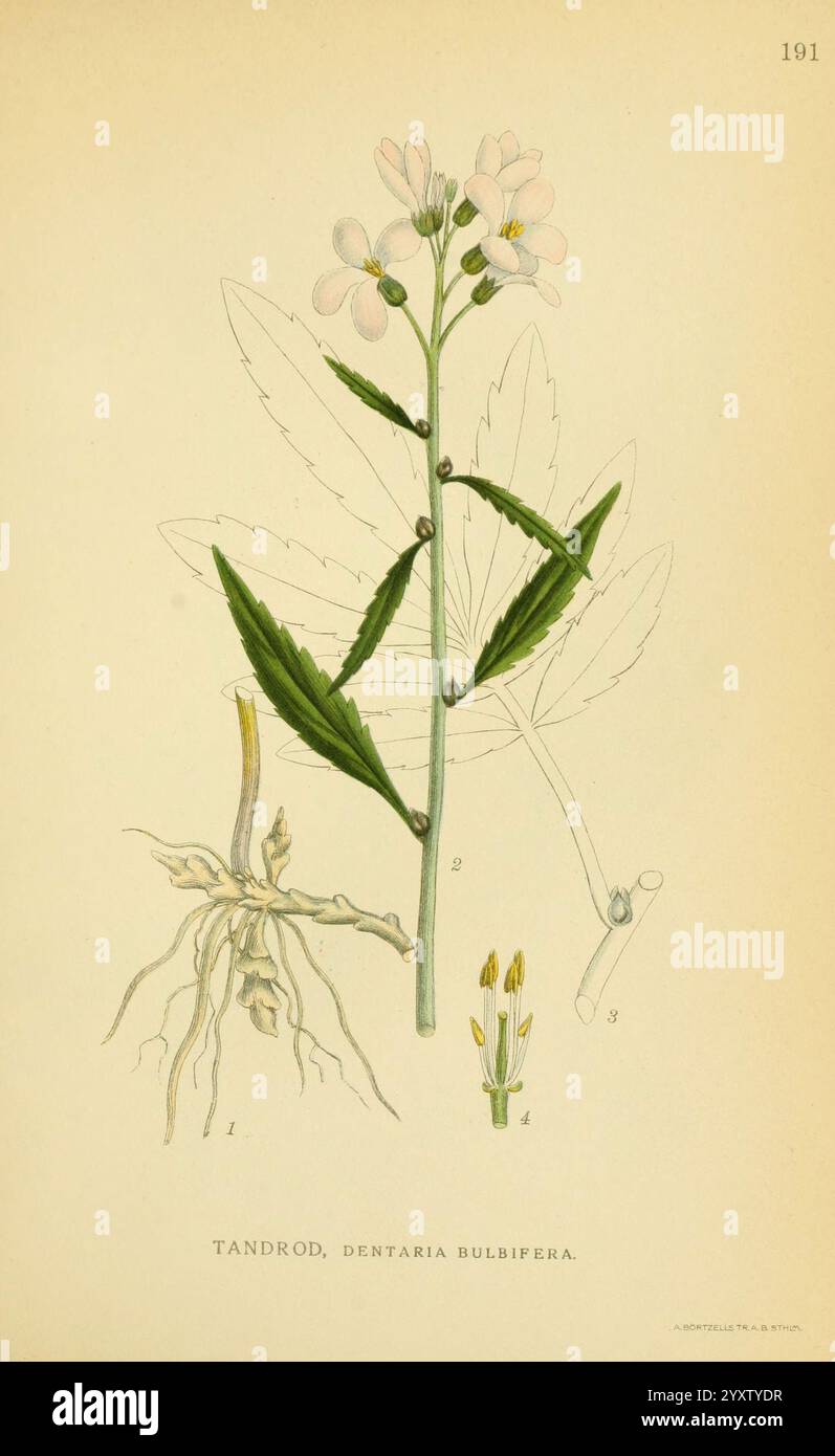 Billeder af nordens flora. v.1, København, G.E.C. Gad's forlag, 1917 ...