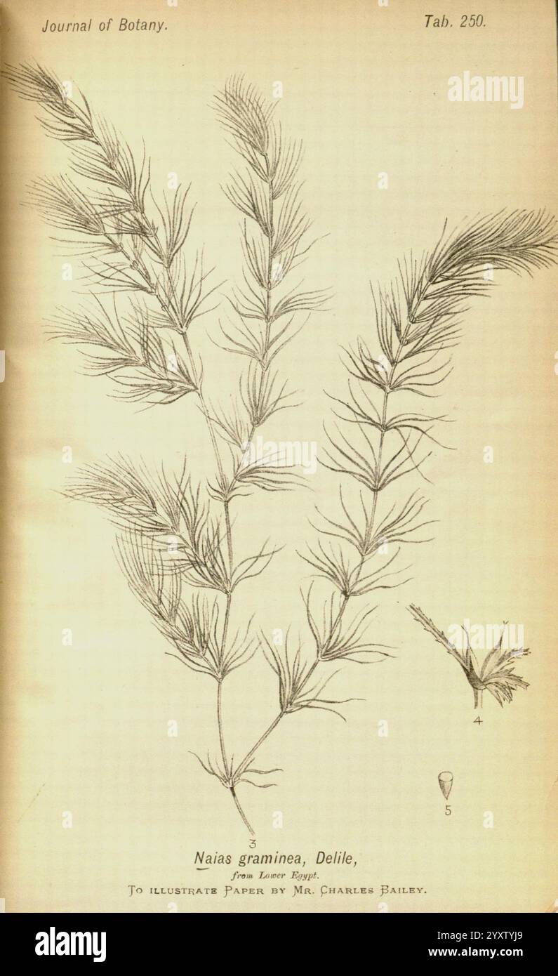 Journal of Botany, British and Foreign. London, Robert Hardwicke, 1863 ...