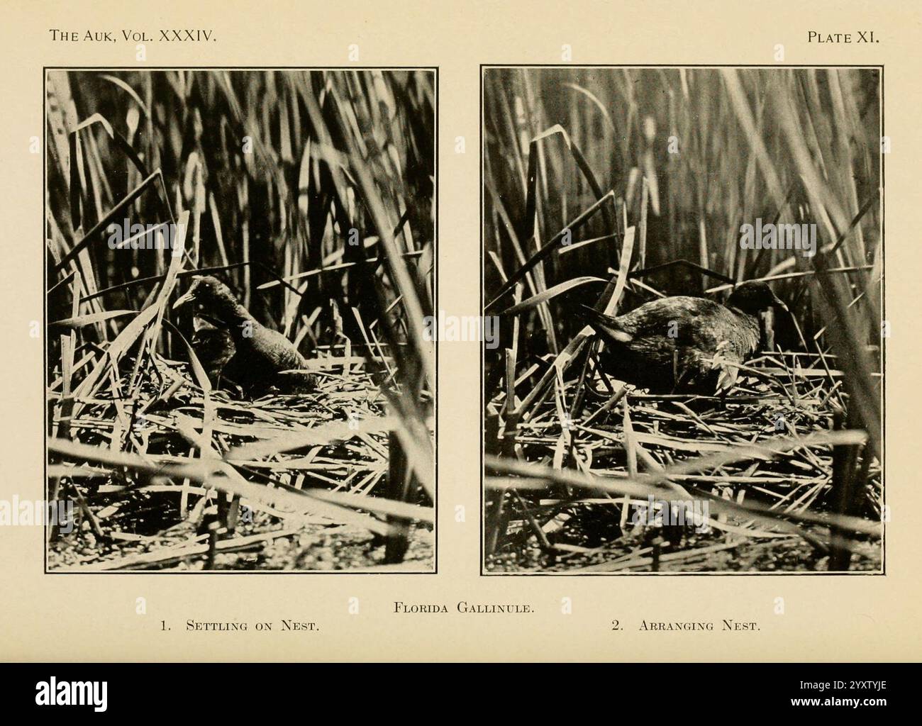 The Auk, Washington, D.C, American Ornithologists' Union, 1884, birds ...
