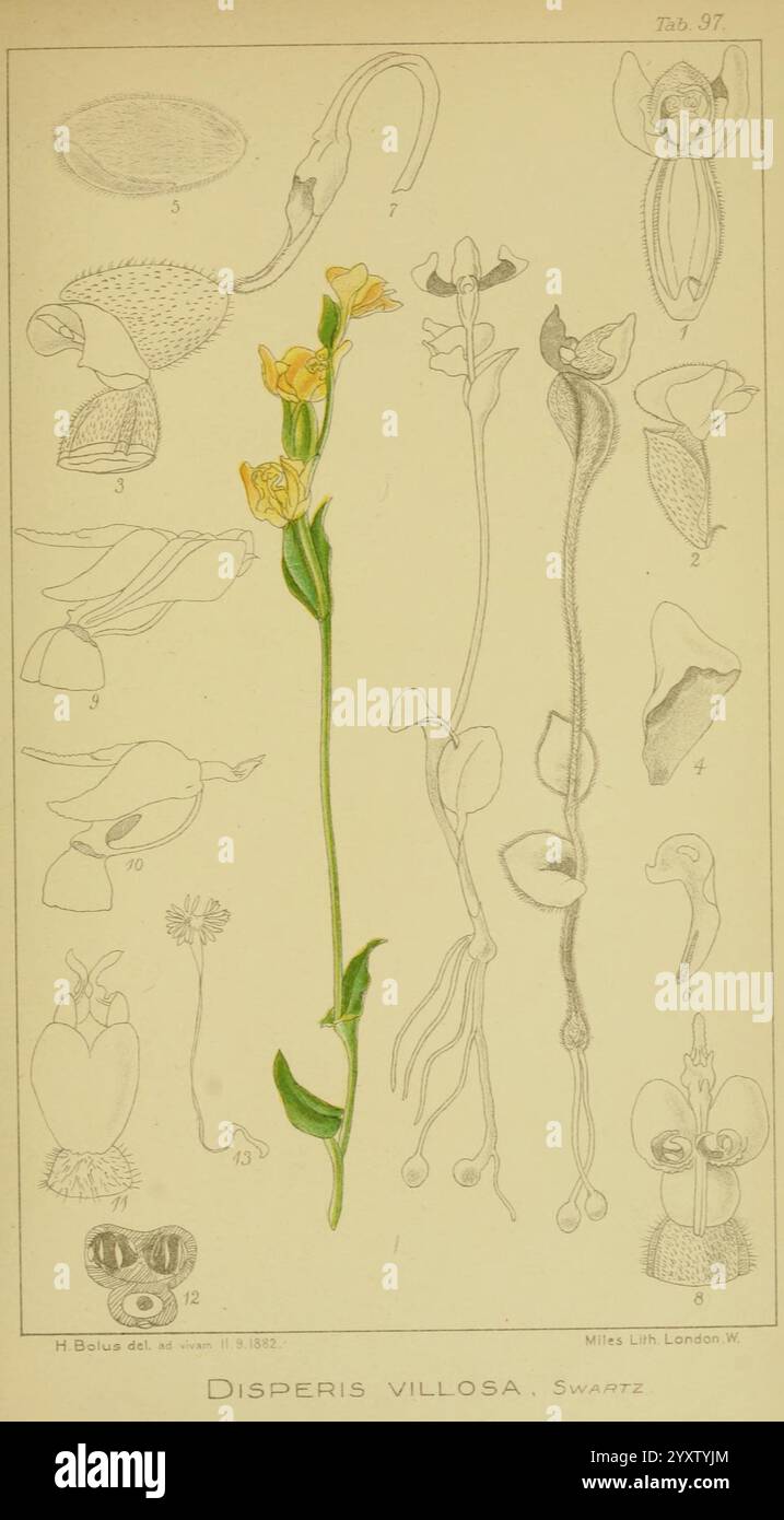 Alongside various anatomical drawings hi-res stock photography and images - Alamy