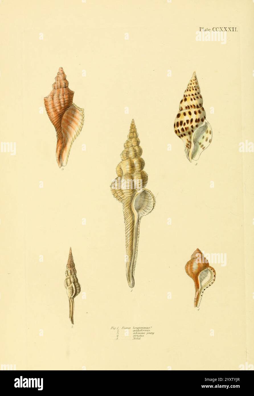 Display distinct markings hi-res stock photography and images - Alamy