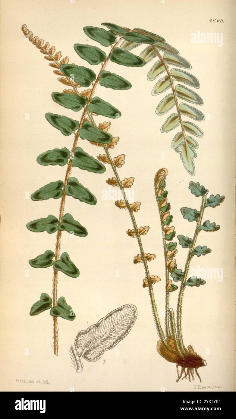 Curtis's Botanical Magazine, London, New York, botanical illustration ...