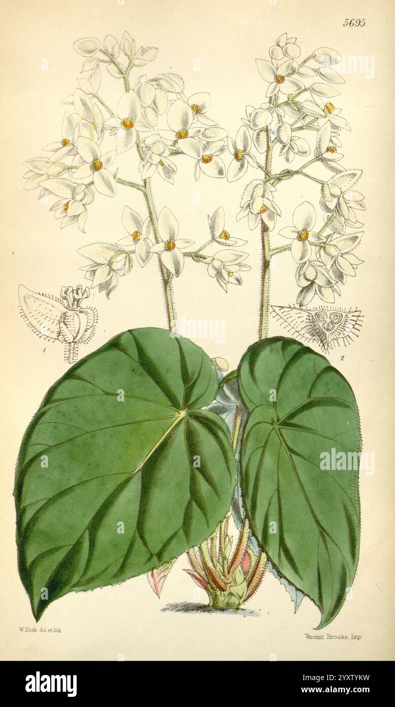 Meticulous artwork captures hi-res stock photography and images - Alamy