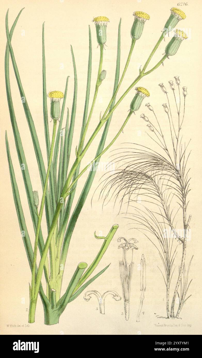 Additional floral anatomy hi-res stock photography and images - Alamy