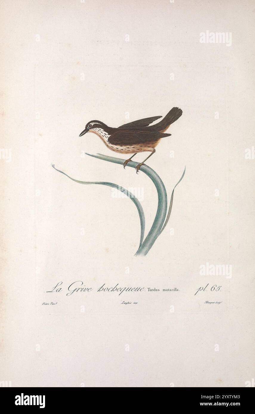 Histoire naturelle des oiseaux de l'Amérique Septentrionale A Paris ...
