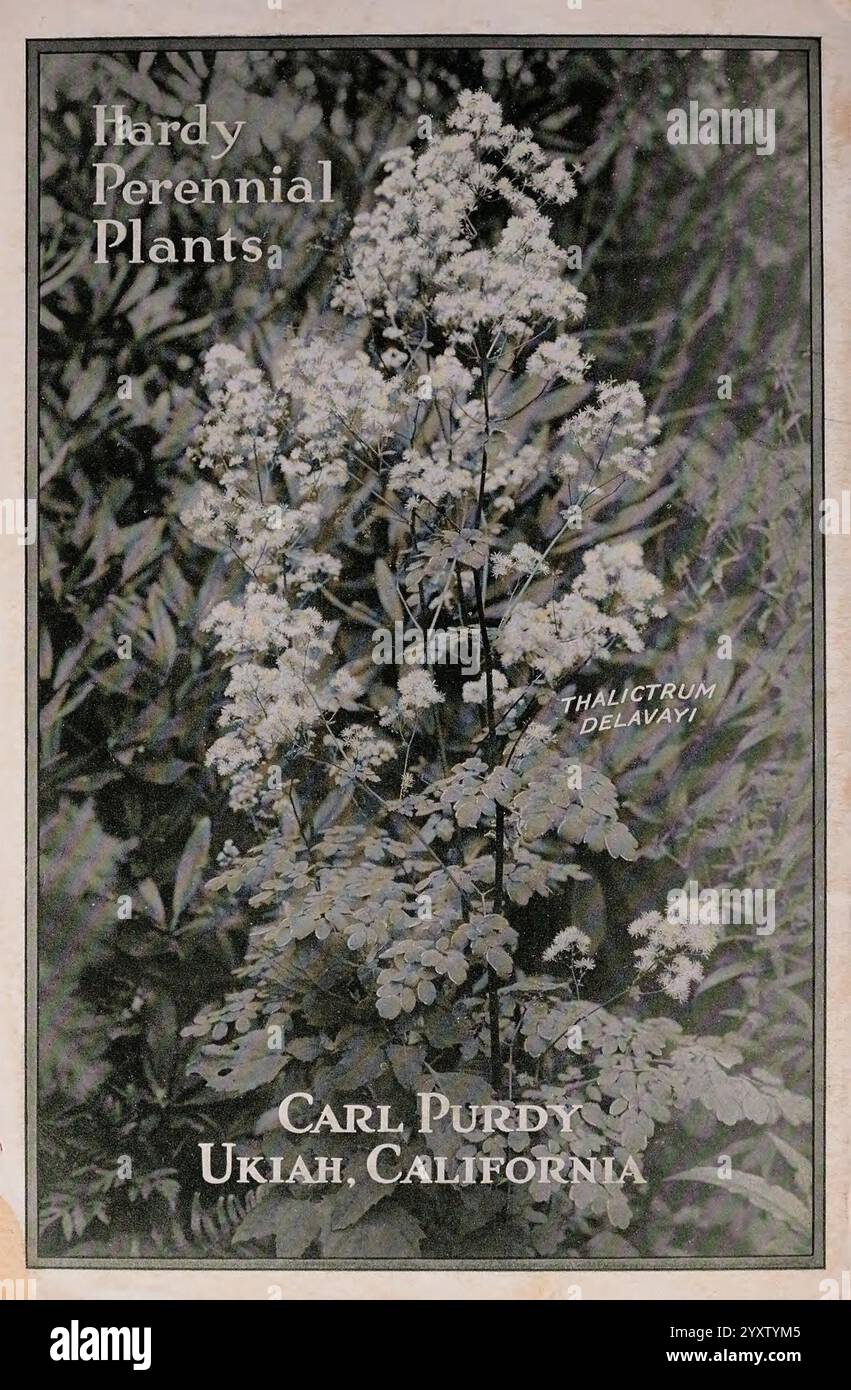 Resilient botanical varieties hi-res stock photography and images - Alamy