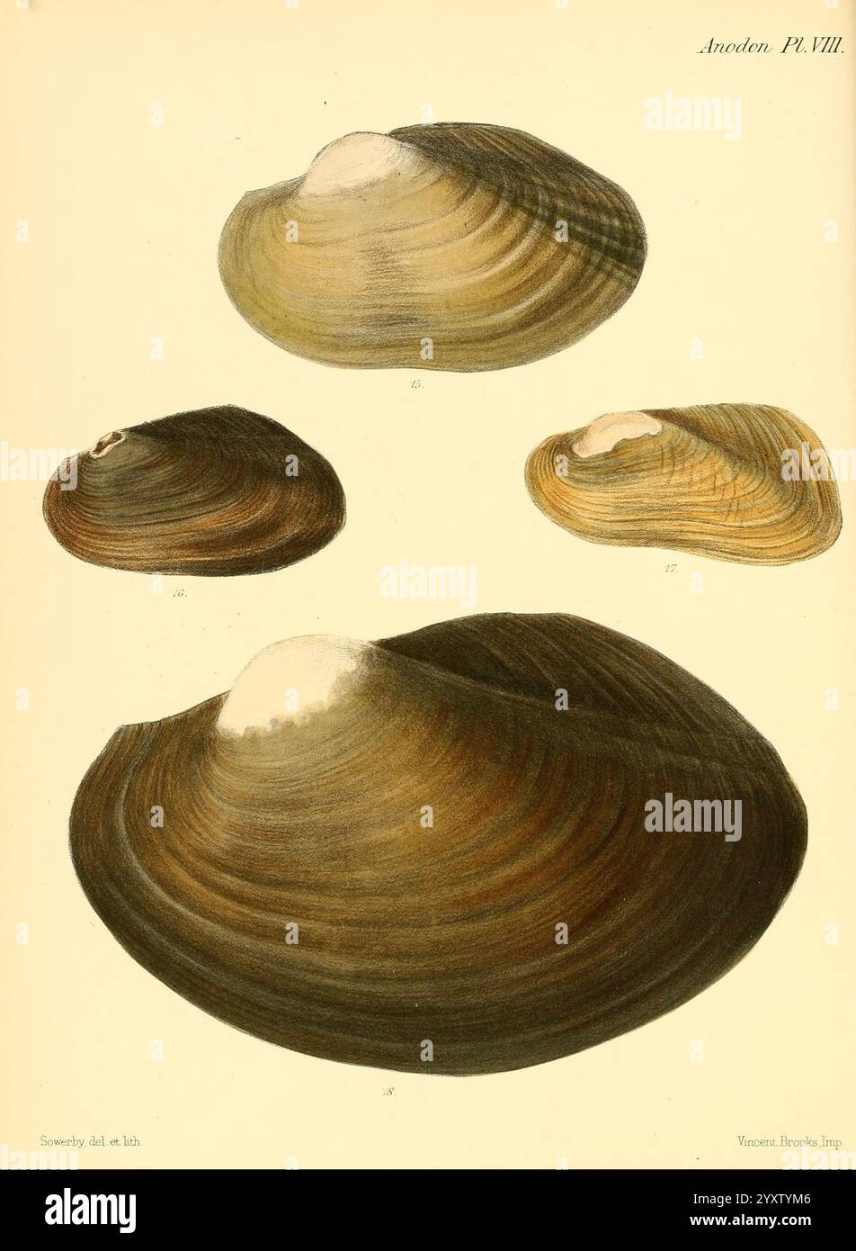 Conchologia Iconica, or Illustrations of the Shells of Molluscous ...