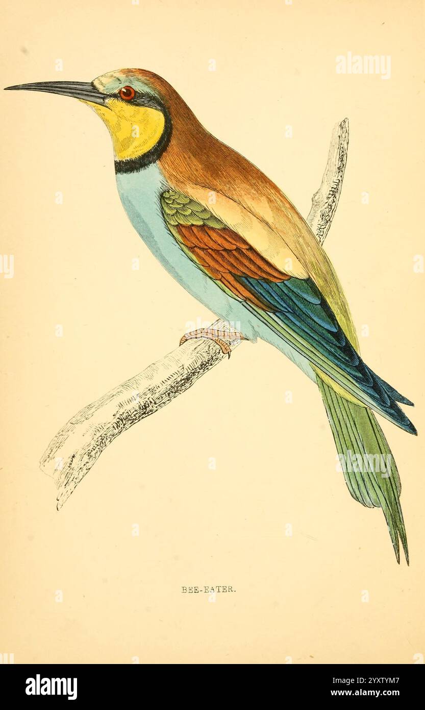 Birds exhibit rich brown plumage hi-res stock photography and images ...