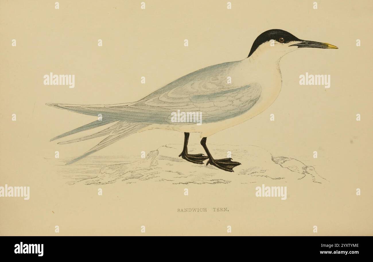 Slender bird features hi-res stock photography and images - Alamy