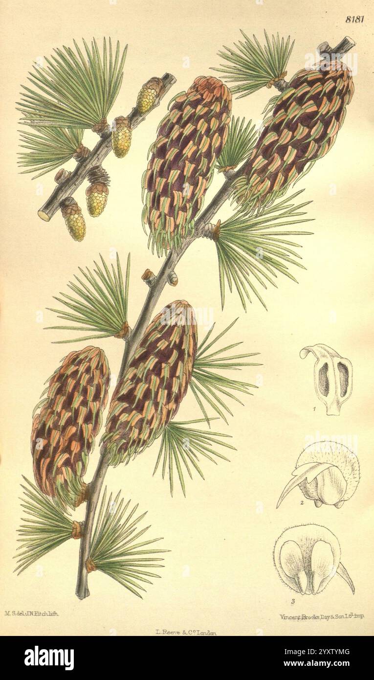 Curtis's Botanical Magazine London New York etc. Botanical Illustration ...