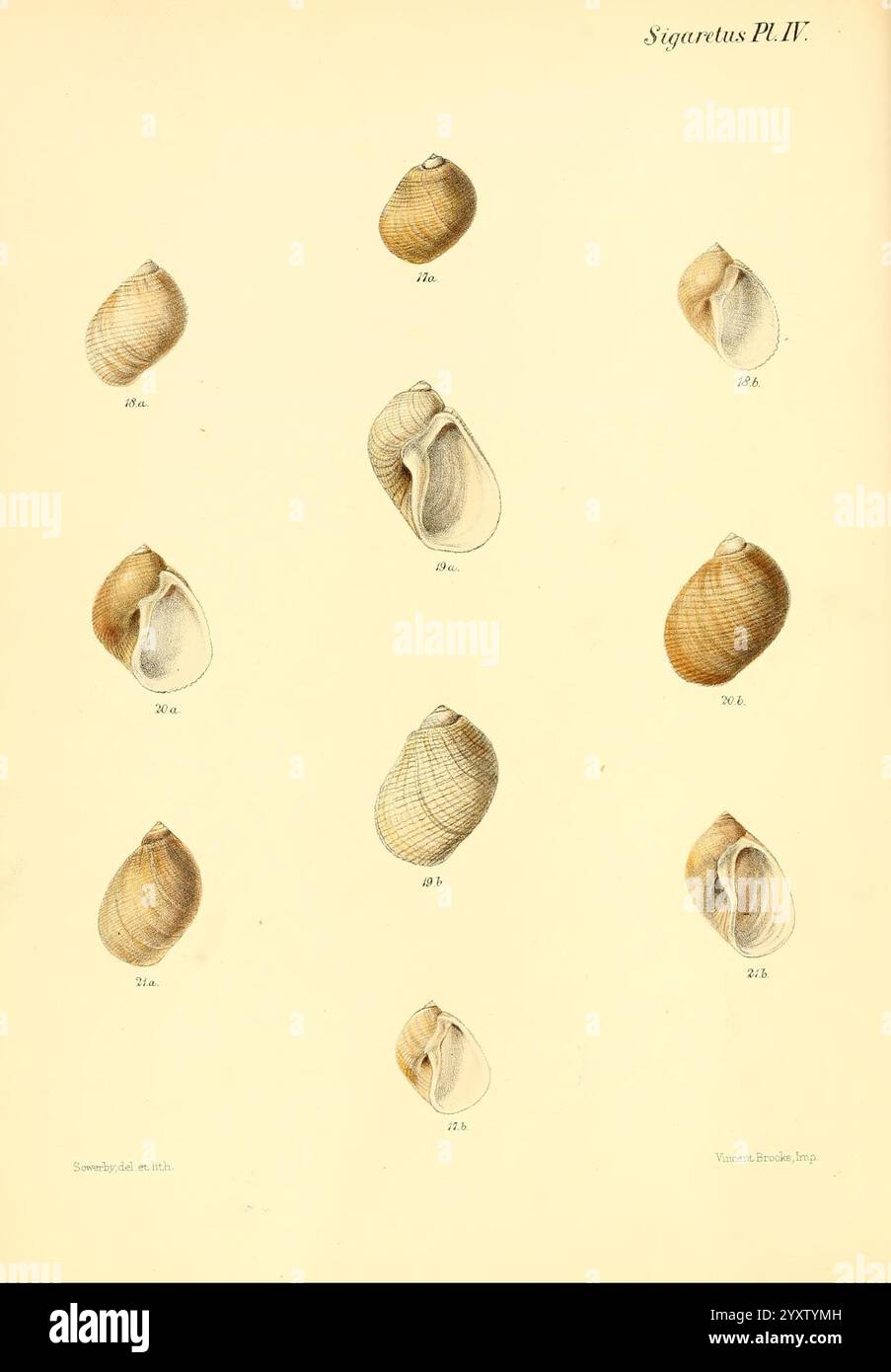 Conchologia Iconica, or Illustrations of the Shells of Molluscous ...