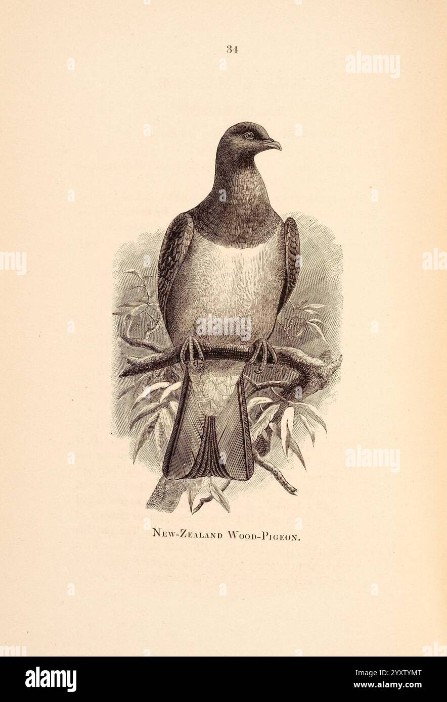 Petherick 1888 birds new zealand catalogues hi-res stock photography ...