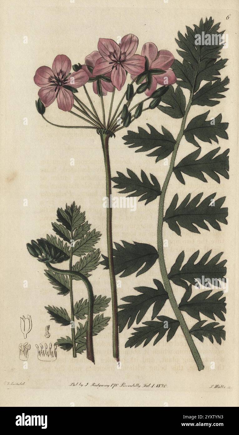 Depicted alongside detailed drawings hi-res stock photography and ...