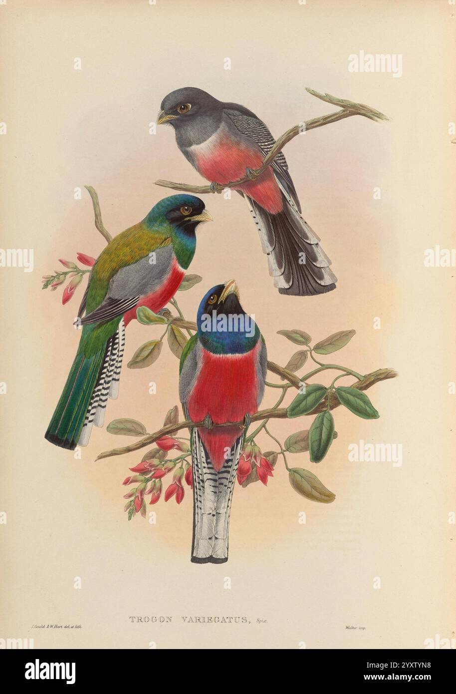 Middle bird boasts hi-res stock photography and images - Alamy