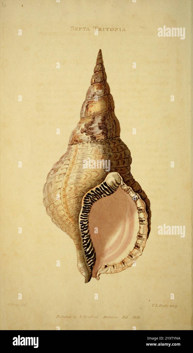 Secta tritonia hi-res stock photography and images - Alamy