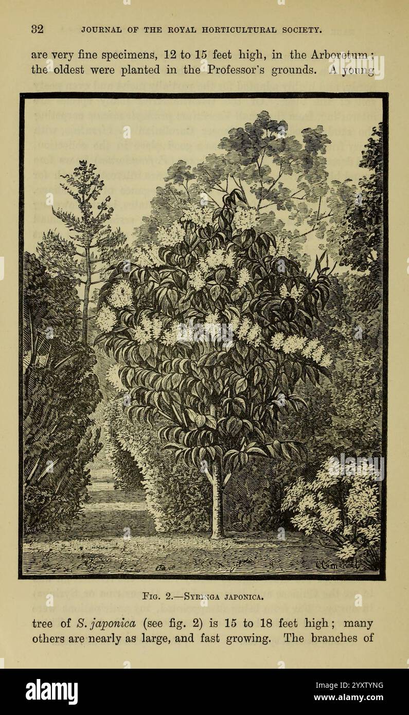 Particular trees range hi-res stock photography and images - Alamy