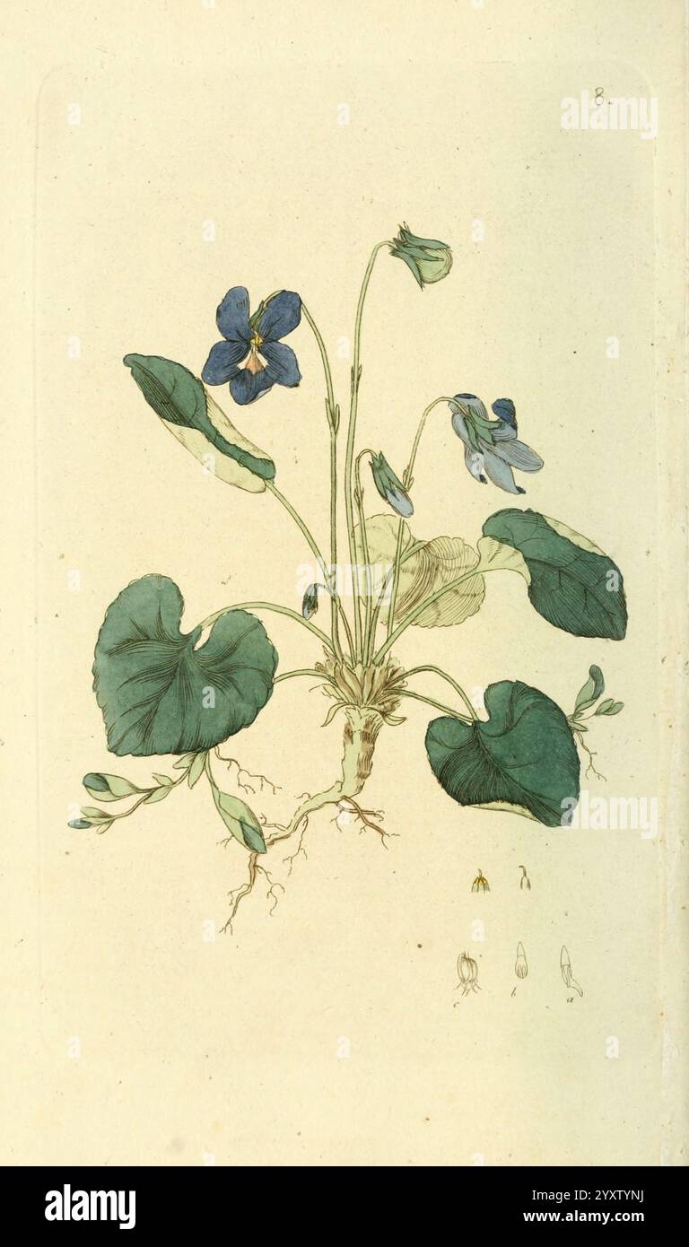 Vibrant blue flowers intertwined hi-res stock photography and images ...