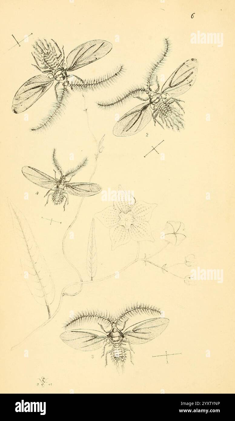 Arcana entomologica, or Illustrations of new, rare, and interesting ...