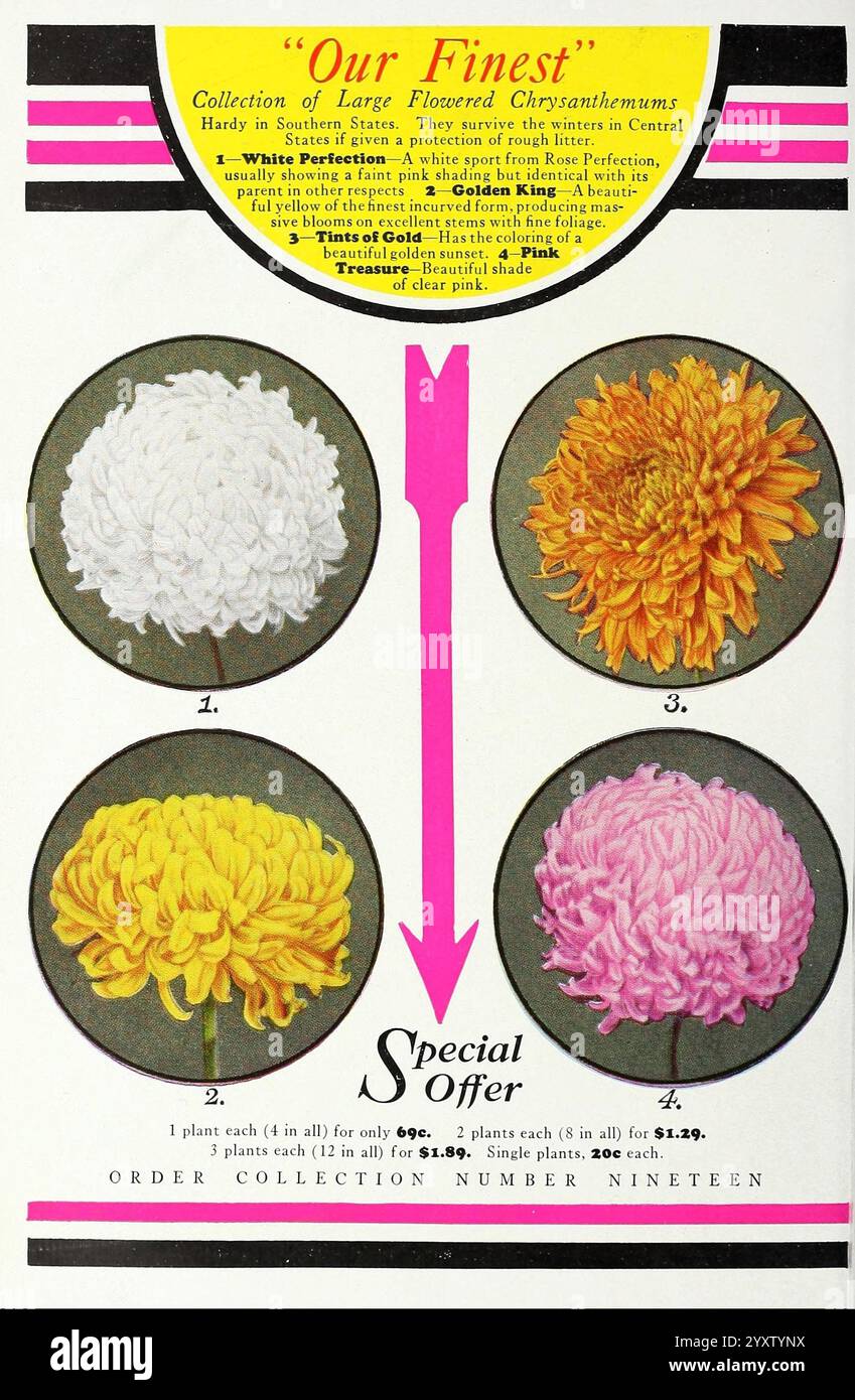 Miss Ella V. Baines the woman florist Springfield Ohio Baines 1929 ...