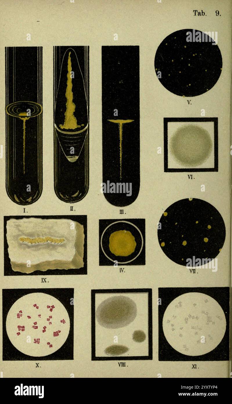 Atlas and essentials of bacteriology, New York, William Wood & Co, 1897 ...