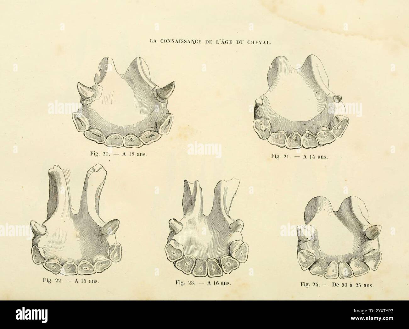 La connaissance générale du cheval, atlas, Paris, Didot, 1861, horses ...