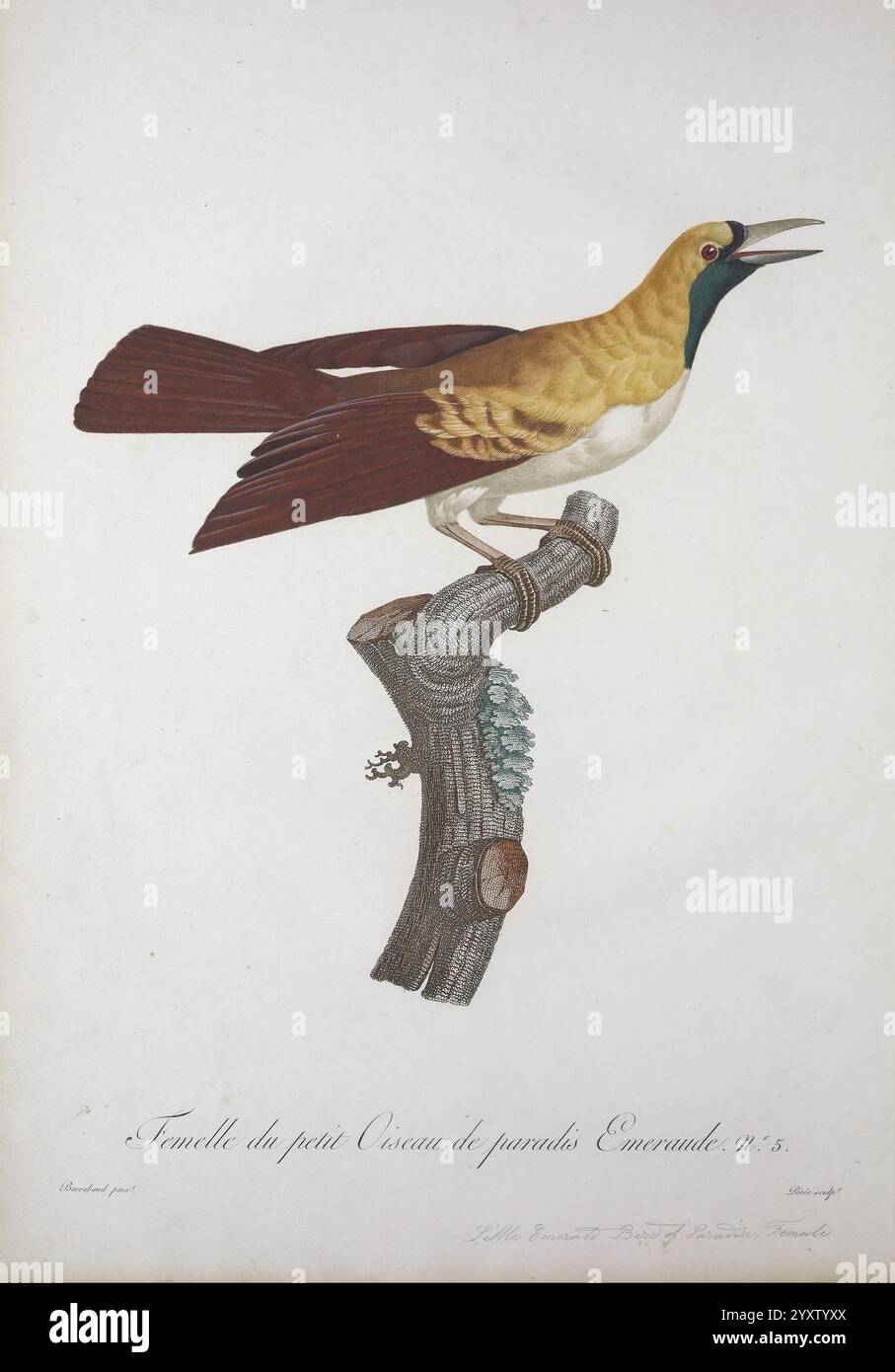 Soft moss clinging hi-res stock photography and images - Alamy