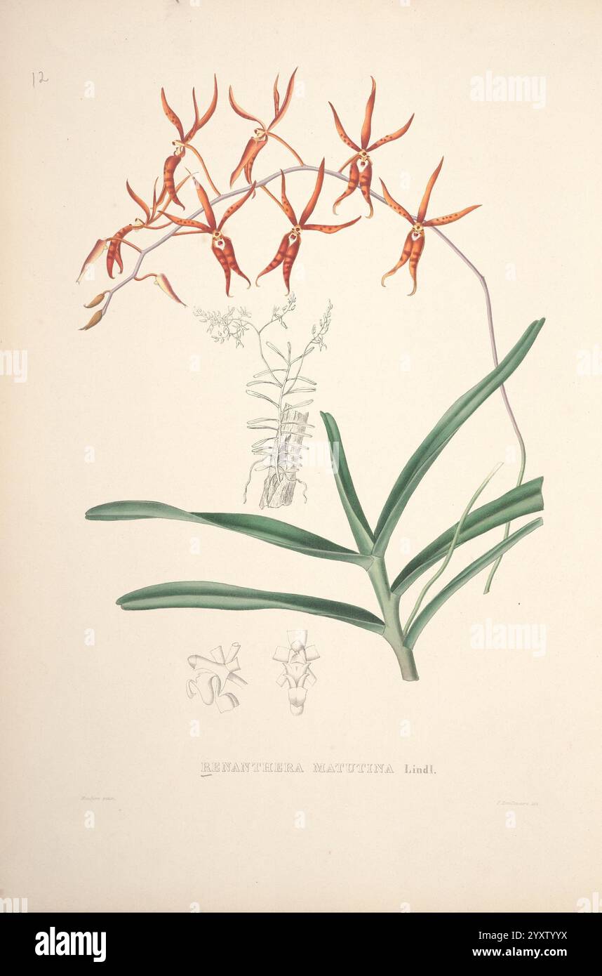 Primary flowering section hi-res stock photography and images - Alamy