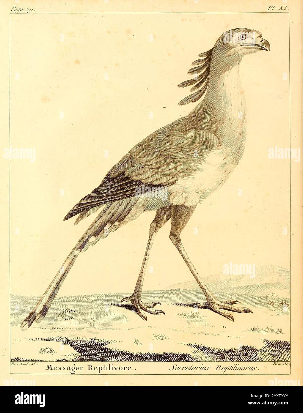 Feathered crest adorning hi-res stock photography and images - Alamy