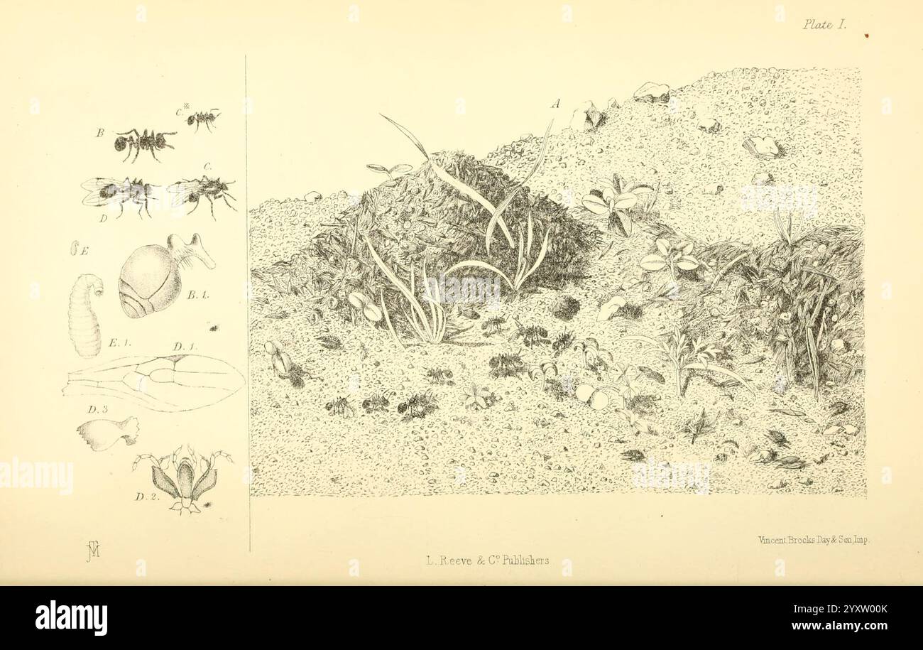 Understand various insect species hi-res stock photography and images ...