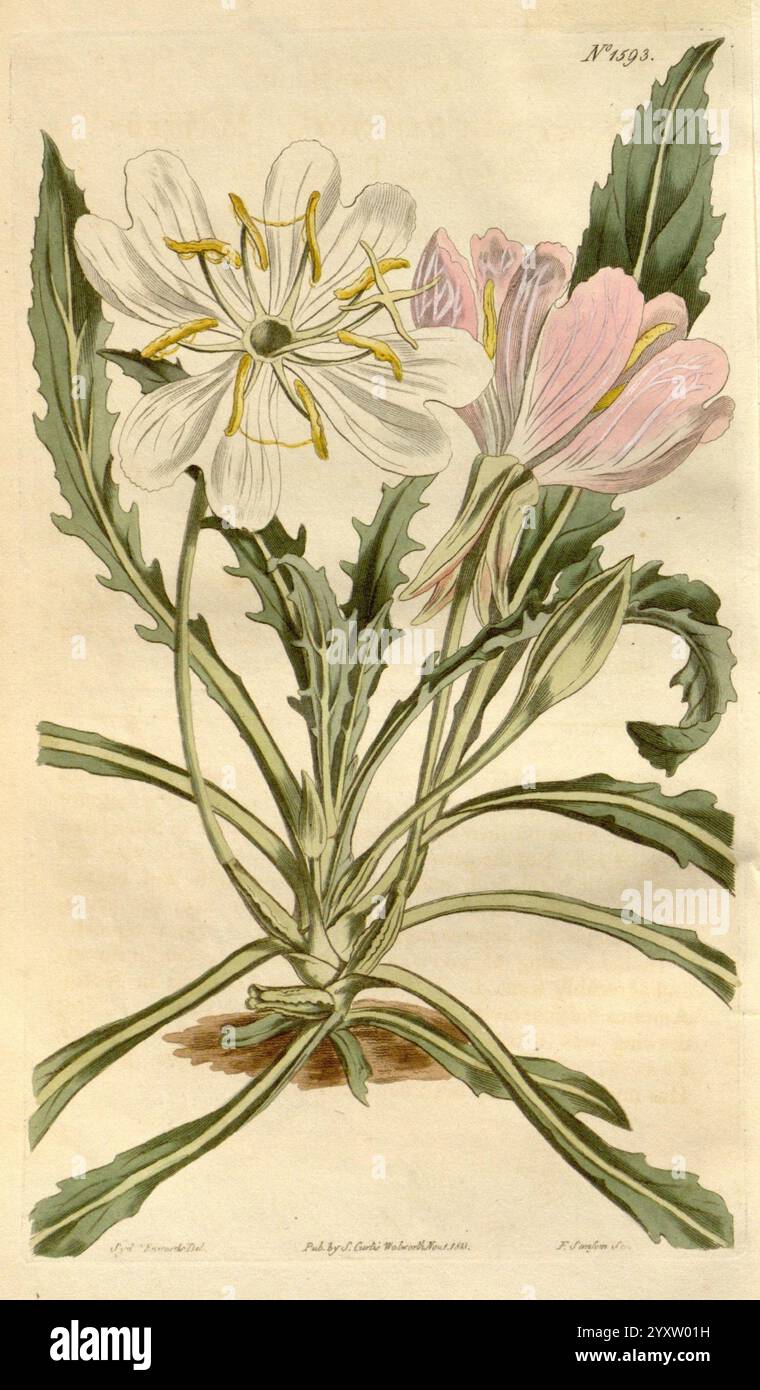 Curtis's Botanical Magazine, London, New York, Botanical Illustration ...